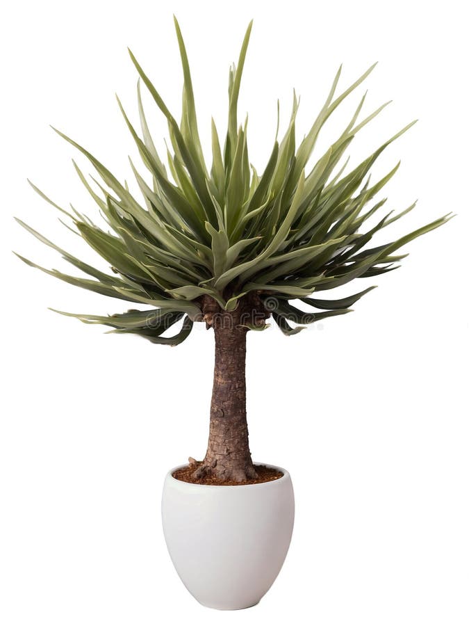 Home Plant Delight: Dragon Tree in a Modern White Ceramic Pot ...