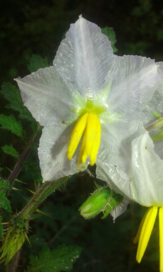 Bringel Photos - Free & Royalty-Free Stock Photos from Dreamstime