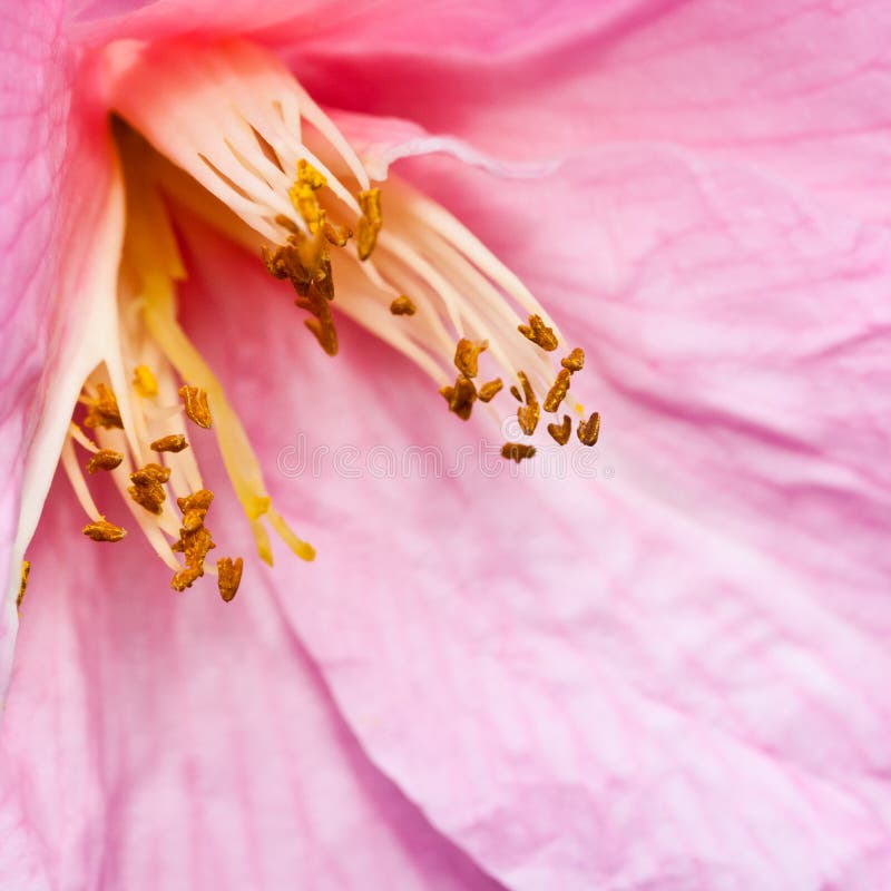 Bringing on Pollen stock photo. Image of square, anther - 28643690