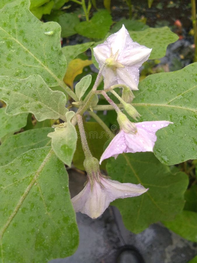 Bringle flowering at stock photo. Image of blossom, petal - 216786296