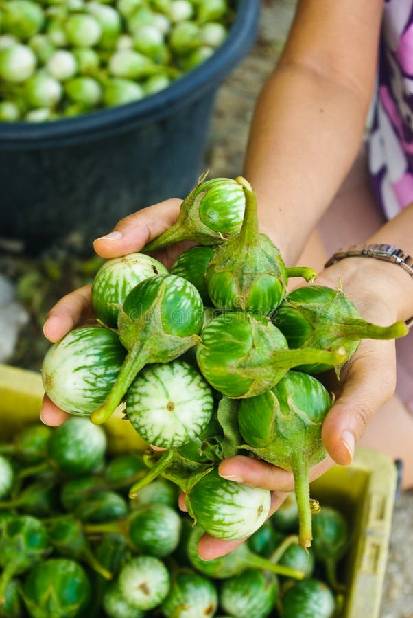 Brinjal stock image. Image of fresh, vitamins, delicious - 14646677
