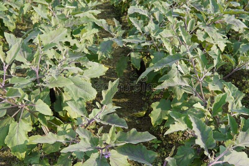 Brinjal or eggplant trees stock photo. Image of brinjal - 264349114