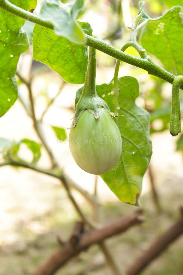 Brinjal from Thailand stock image. Image of fresh, health - 34360941