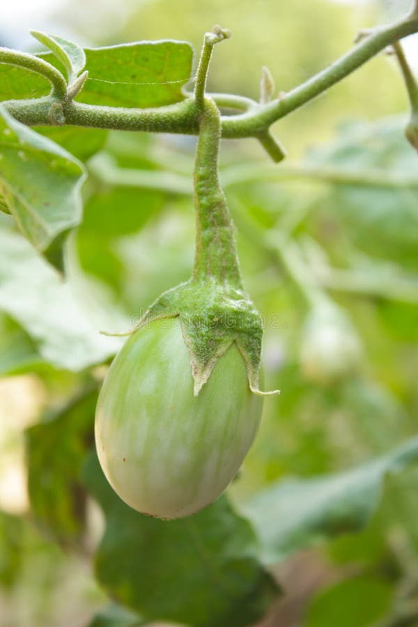 442 Brinjal Tree Photos - Free & Royalty-Free Stock Photos from Dreamstime