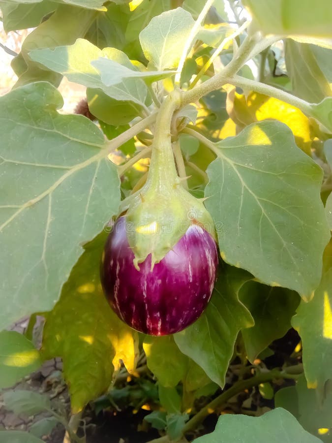Brinjal Plant Image in Farm Stock Image - Image of maharashtra, fresh ...