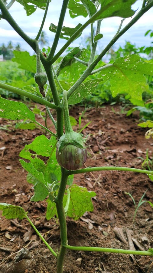 Brinjal Plant from Tamil Nadu Stock Photo - Image of tamil, wildflower ...