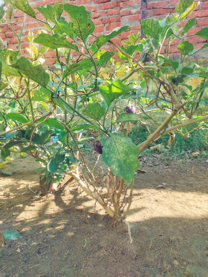 Brinjal tree stock image. Image of small, brinjal, tree - 254528733