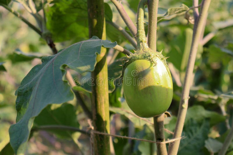 Brinjal on Tree in the Farm for Harvest Stock Photo - Image of food ...