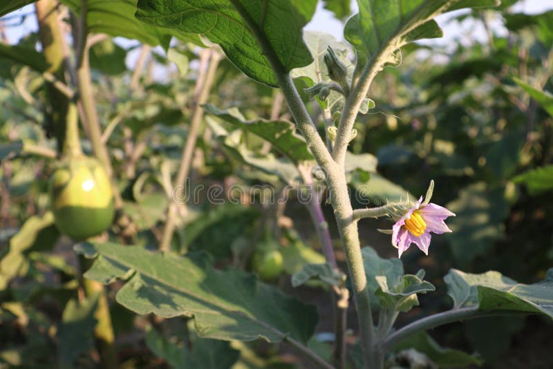 Brinjal on Tree in the Farm for Harvest Stock Image - Image of isolated ...