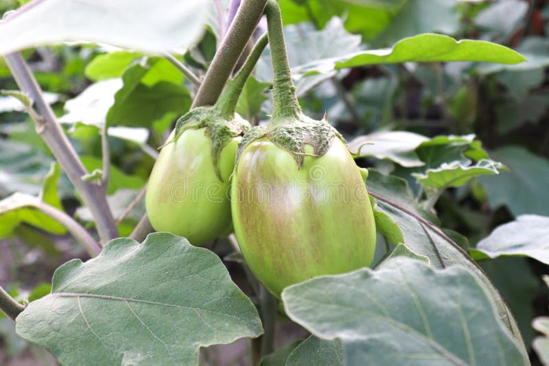 Brinjal on Tree in the Farm for Harvest Stock Photo - Image of piece ...
