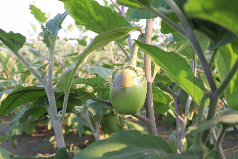 Brinjal on Tree in the Farm for Harvest Stock Photo - Image of piece ...