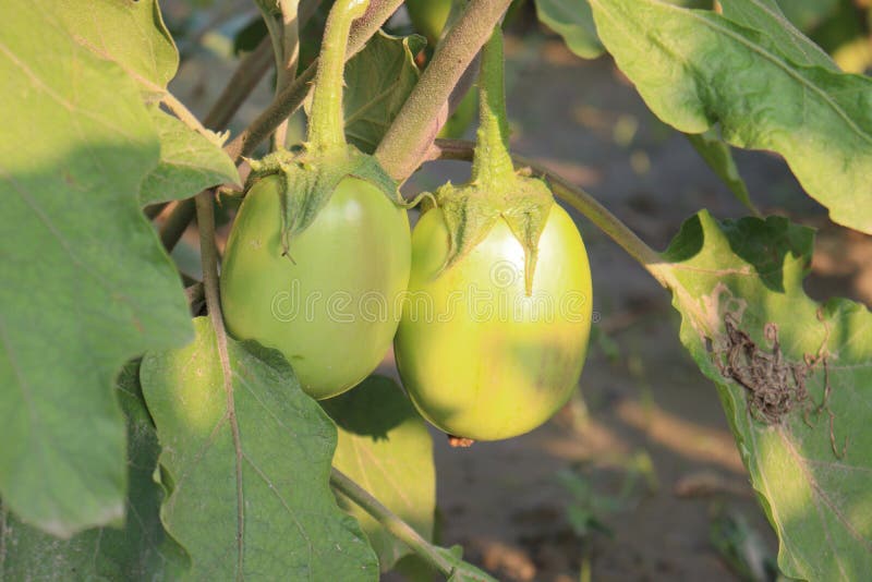 Brinjal on Tree in the Farm for Harvest Stock Photo - Image of ...
