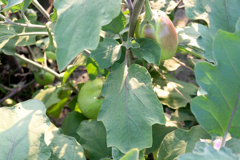 Brinjal on Tree in the Farm for Harvest Stock Image - Image of cookery ...