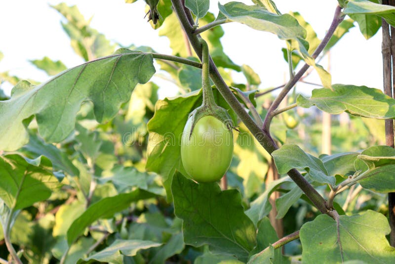 Brinjal on Tree in the Farm for Harvest Stock Photo - Image of ...