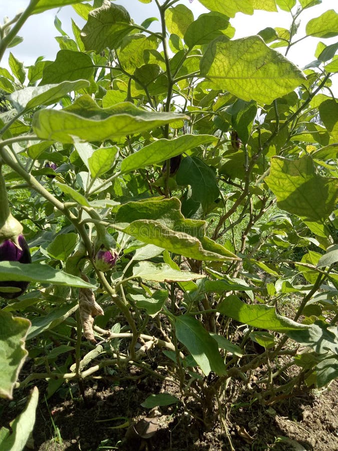 Brinjal tree stock image. Image of leaf, tree, brinjal - 156822199