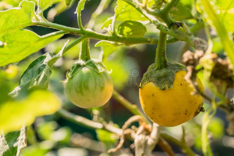 Brinjal on tree stock image. Image of fruit, vegetable - 64959307