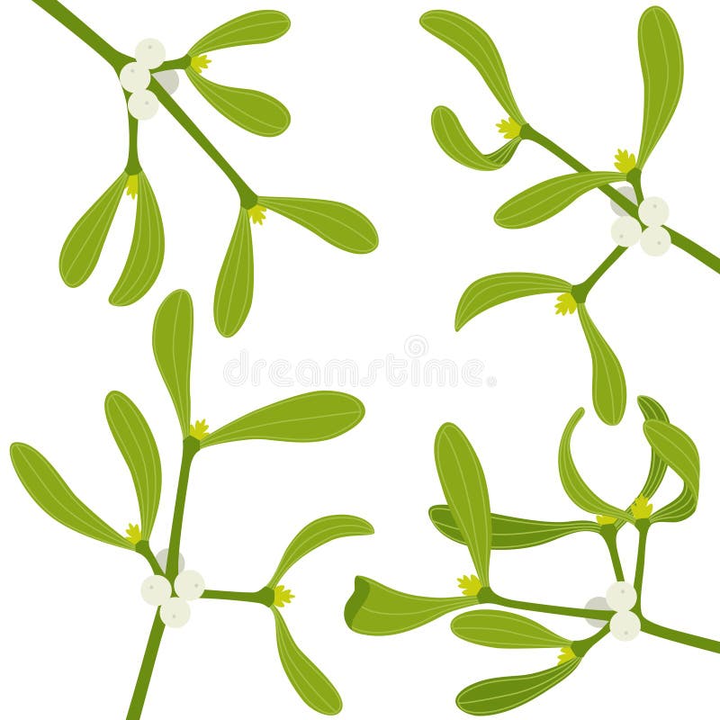 Brins de gui illustration de vecteur. Illustration du datte - 20836113