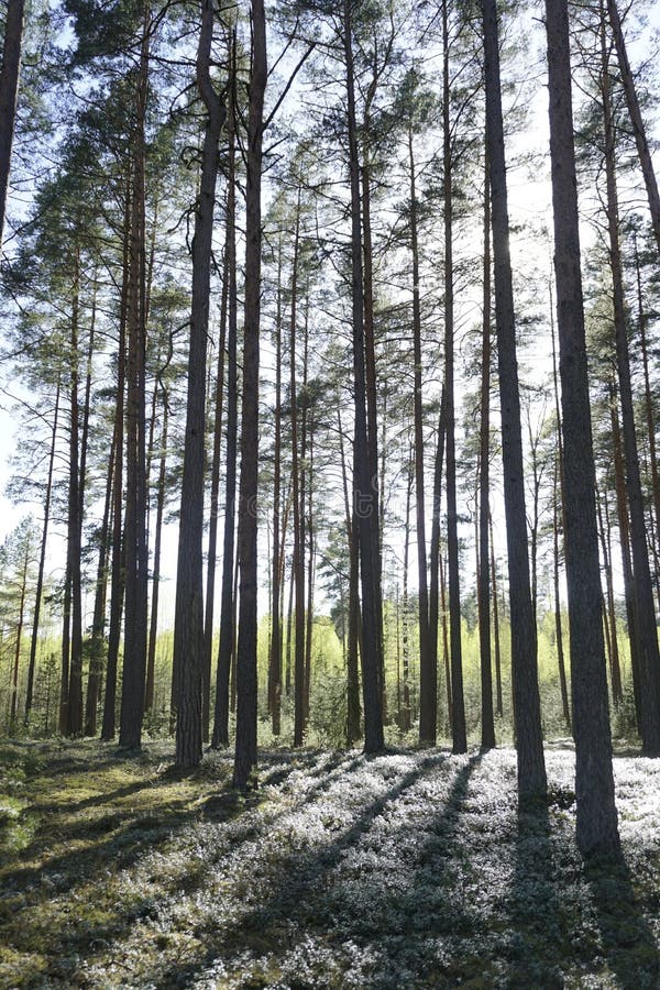 Brisnichnik and Old High Pine Forest. Vertical Shot Against Sunlight ...