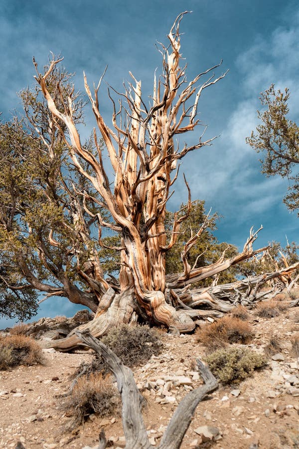 A Bristle Cone Pine Tree in California Stock Photo - Image of covered ...