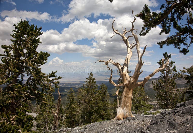 Bristle Cone Pines stock image. Image of mary, foliage - 60466997