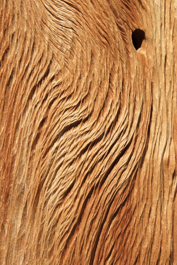 Bristlecone Kiefernholz stockbild. Bild von kiefer, abgefressen - 22052577