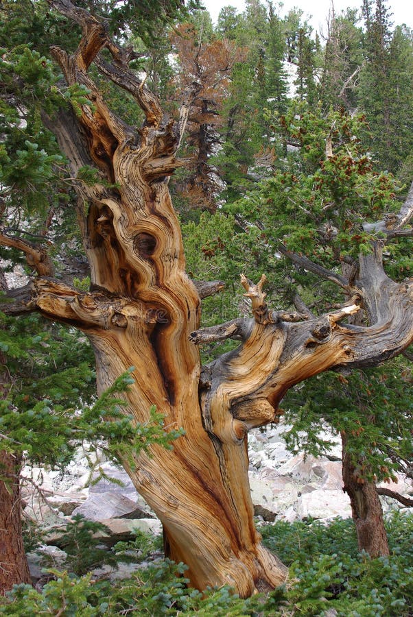 The bristlecone pine stock image. Image of peak, wheeler - 21516757