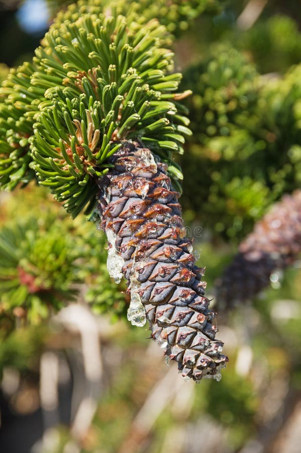 Bristlecone Pine Cone stock photo. Image of pinus, sappy - 203627320