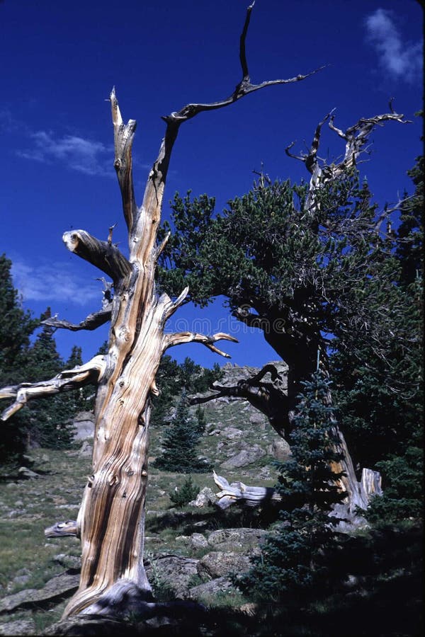 Bristlecone Pine Tree - Colorado Stock Image - Image of blue, nature ...