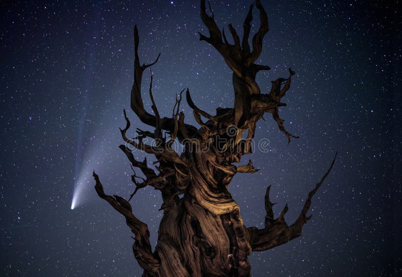 Bristlecone Pine Tree with Comet Stock Illustration - Illustration of ...
