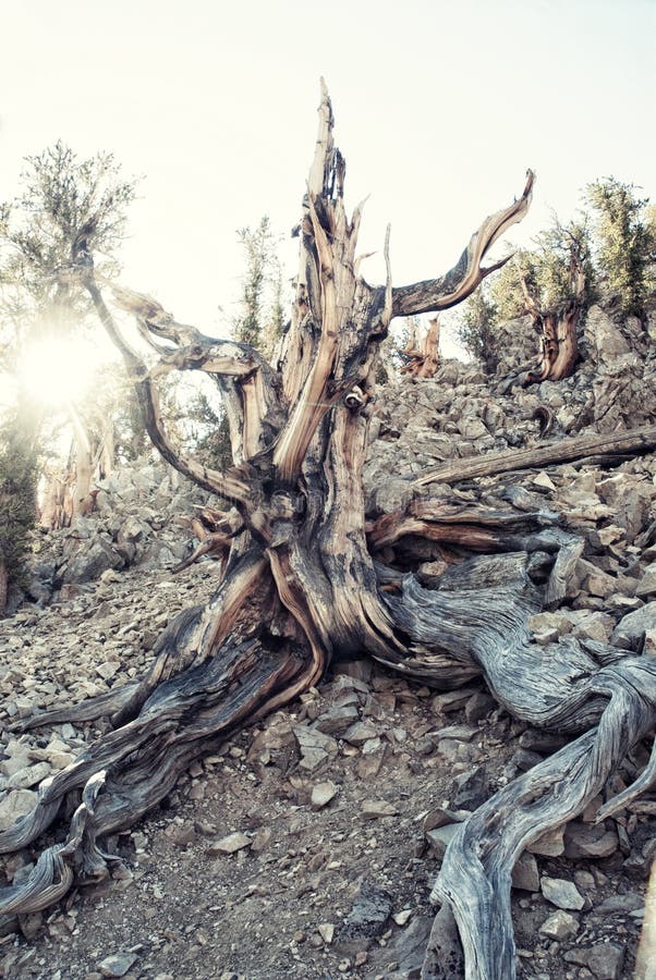 Oldest Tree Utah Stock Photos - Free & Royalty-Free Stock Photos from ...