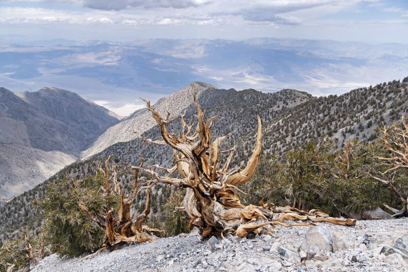 Bristlecone Pine Trees Overlooking Saline Valley Stock Image - Image of ...