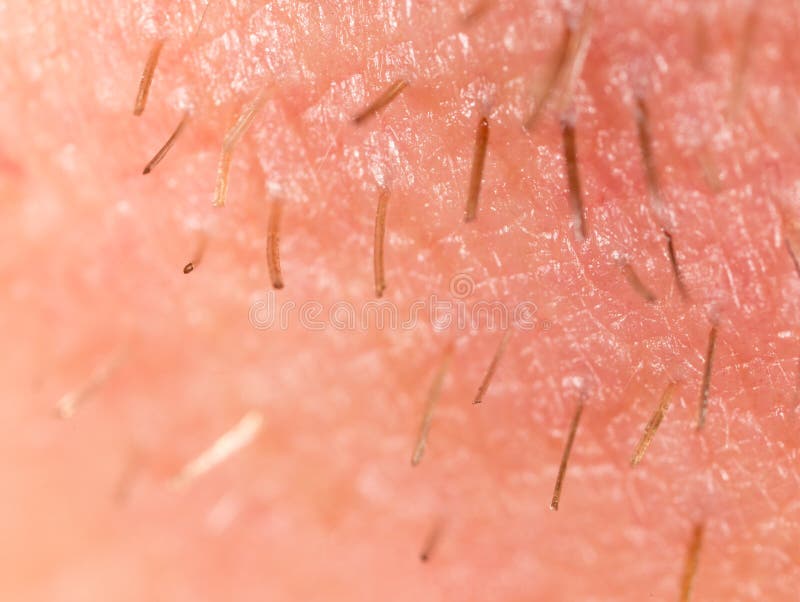 Bristles on the Beard of a Man Stock Image - Image of black, closeup ...