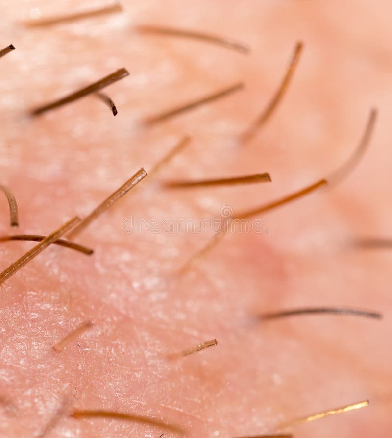 Bristles on the Beard of a Man Stock Image - Image of handsome, male ...
