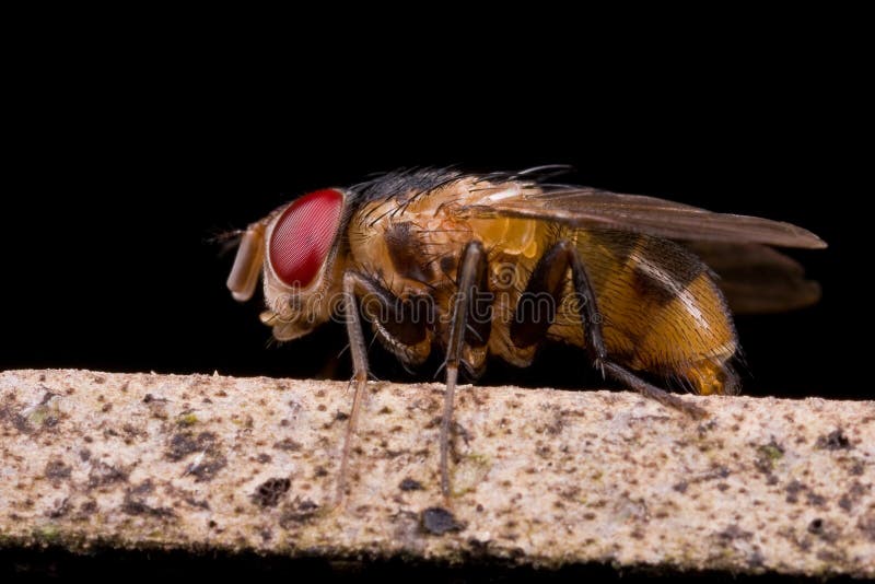 A bristly fly on a stem stock photo. Image of hairy, wing - 11162874