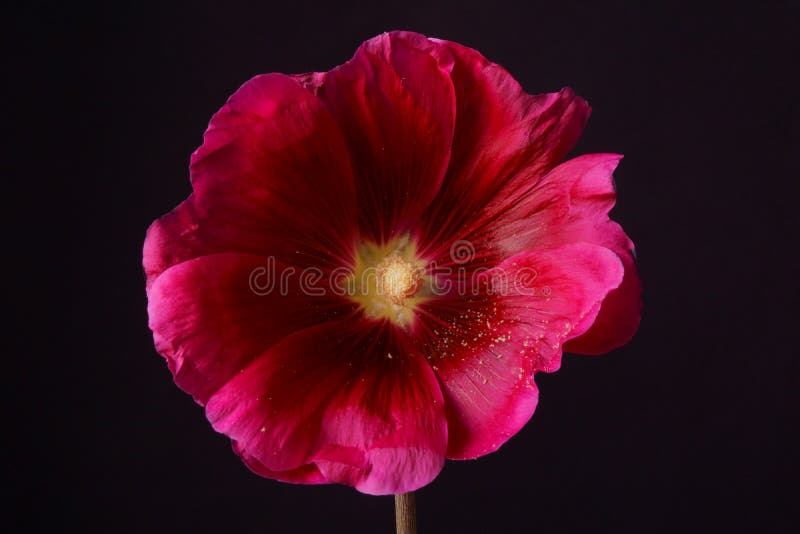 Bristly Hollyhock; Alcea Setosa Stock Image - Image of pretty, blossom ...