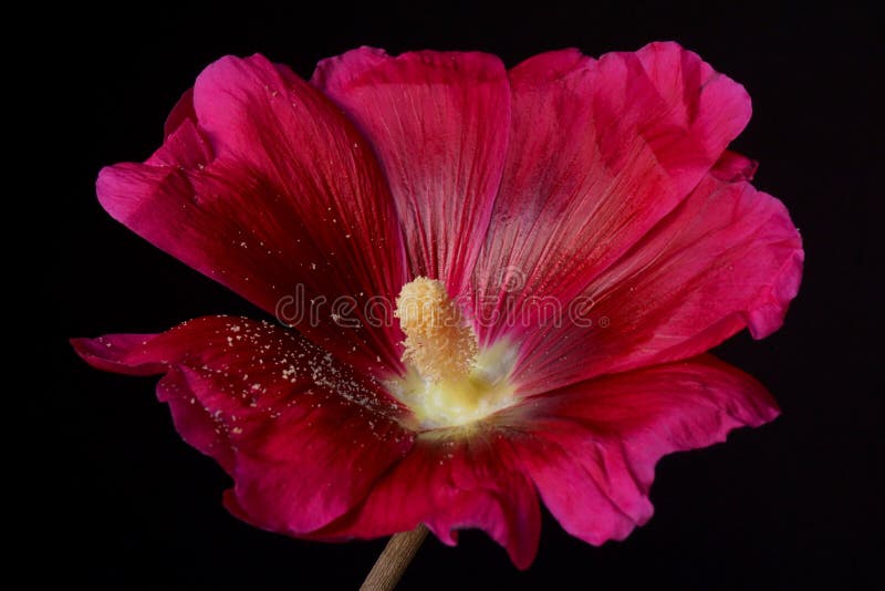 Bristly Hollyhock; Alcea Setosa Stock Image - Image of alcea, beautiful ...
