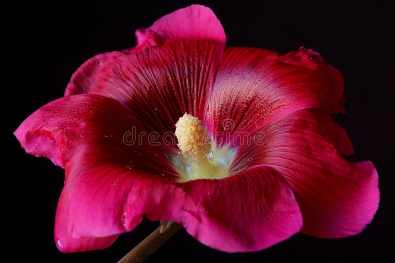 Bristly Hollyhock; Alcea Setosa Stock Photo - Image of flora, beauty ...