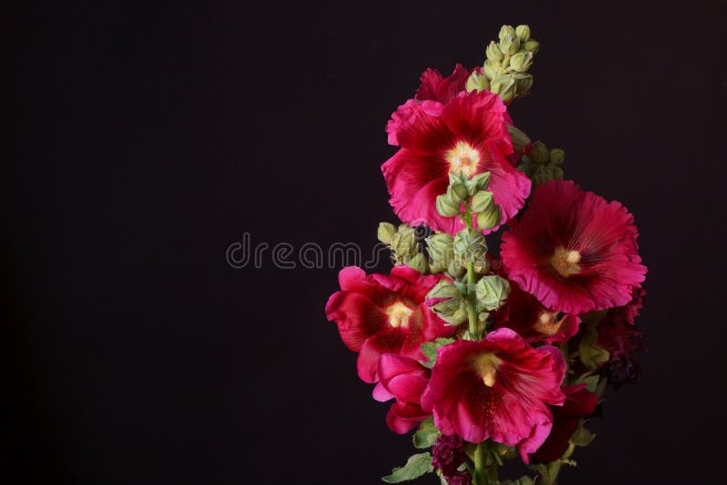 Bristly Hollyhock; Alcea Setosa Stock Photo - Image of delicate, flora ...
