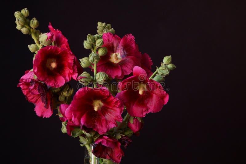Bristly Hollyhock; Alcea Setosa Stock Photo - Image of ornamental ...