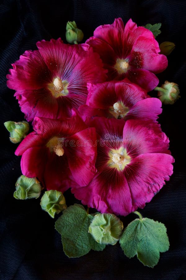 Bristly Hollyhock; Alcea Setosa Stock Photo - Image of floral, delicate ...