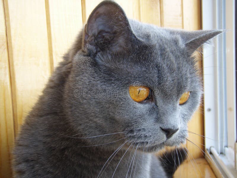 Britannic Blue Cat Stock Photos - Free & Royalty-Free Stock Photos from ...