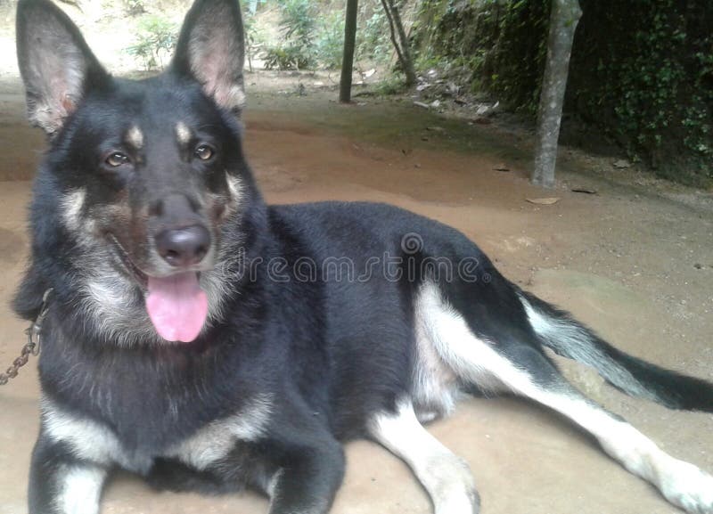 Brite a Beautiful Innocent Creature Stock Photo - Image of brite ...