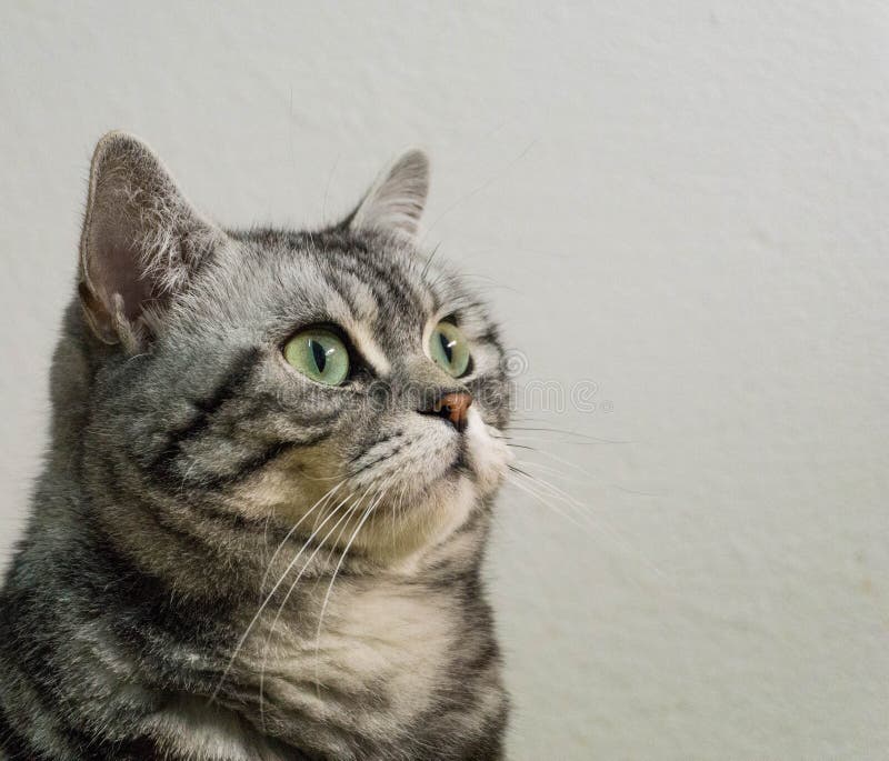 Britisch Kurzhaar-getigerte Katze Stockbild - Bild von brut, schwarzes ...