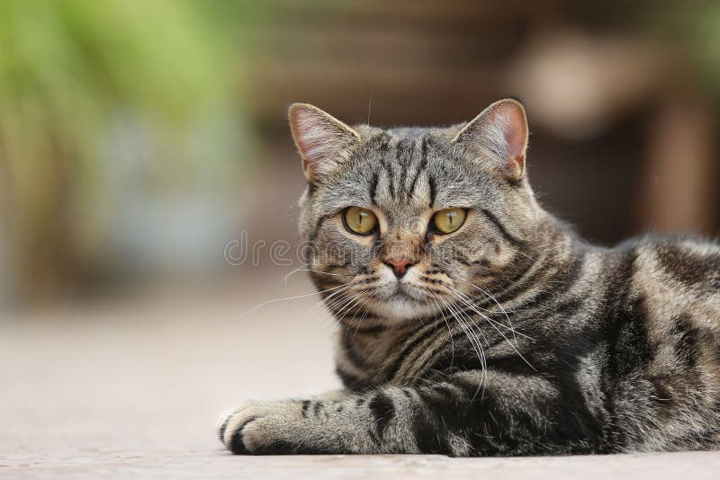 Britisch Kurzhaar-getigerte Katze, Die Im Yard Liegt Stockbild - Bild ...