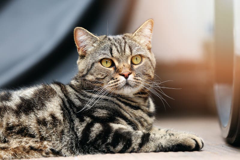 Britisch Kurzhaar-getigerte Katze, Die Im Yard Liegt Stockfoto - Bild ...