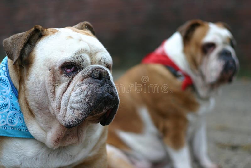 Britische Bulldoggen stockfoto. Bild von bulldoggen, hund - 491086