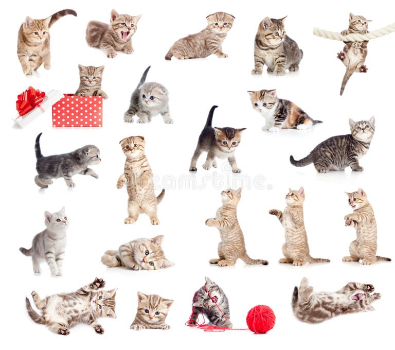 British Baby Cats Collection Stock Photo - Image of floor, striped ...