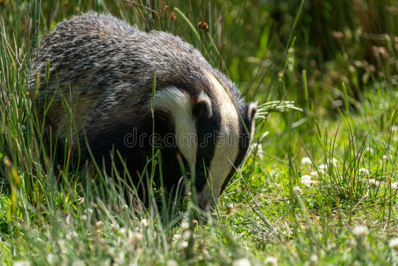 British Badger in a Field Devon England Uk Stock Photo - Image of ...