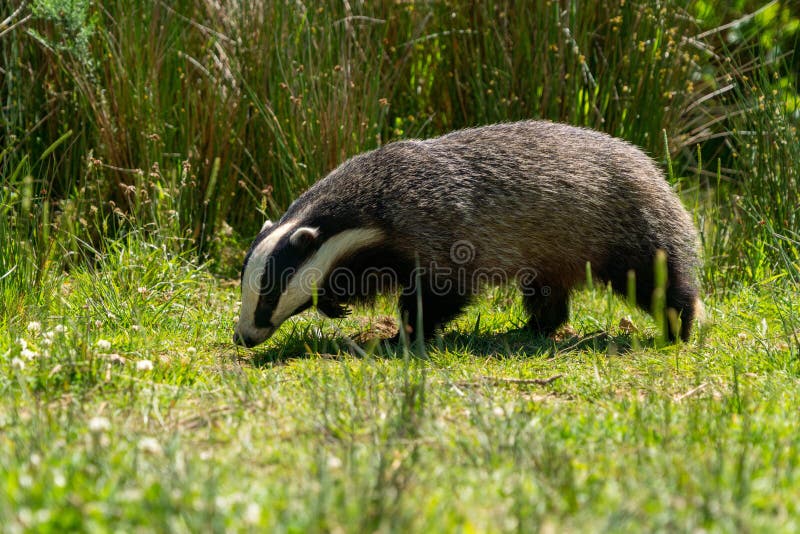 British Badger in a Field Devon England Uk Stock Photo - Image of ...