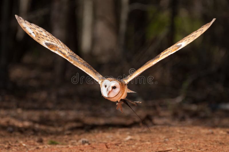 British Barn Owl in Flight stock photo. Image of raptor - 159298824